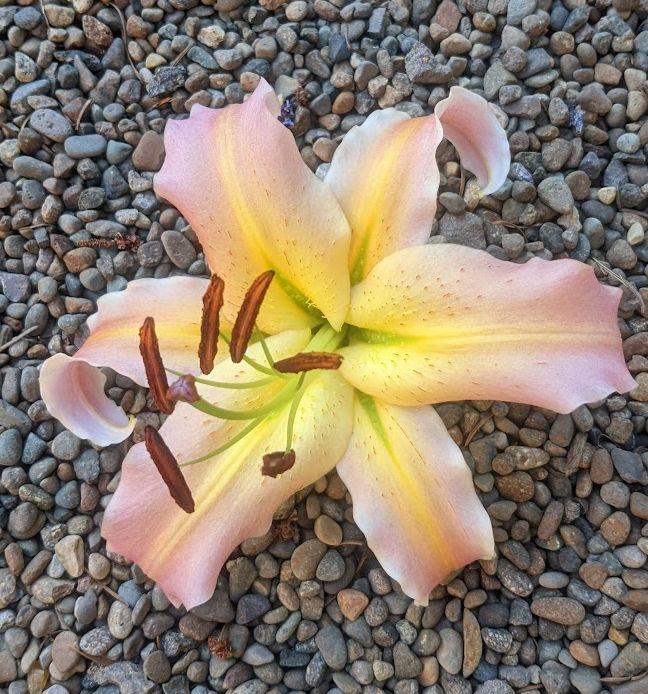 Photo of the bloom of Lily (Lilium 'Elusive') posted by Joy - Garden.org