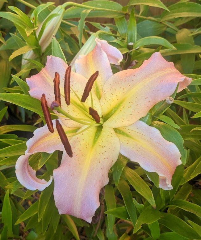Photo of the bloom of Lily (Lilium 'Elusive') posted by Joy - Garden.org