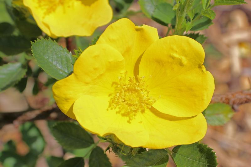 Photo of the bloom of Rose (Rosa foetida) posted by RuuddeBlock ...