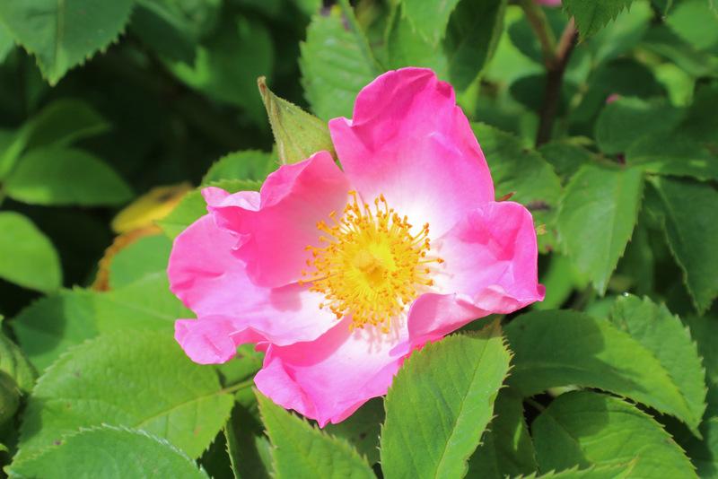 Photo of the bloom of Rose (Rosa 'Complicata') posted by RuuddeBlock ...