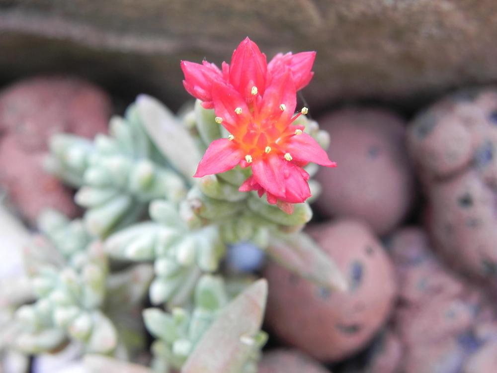 Photo of the bloom of Cascade Stonecrop (Sedum divergens 'Old Man's ...