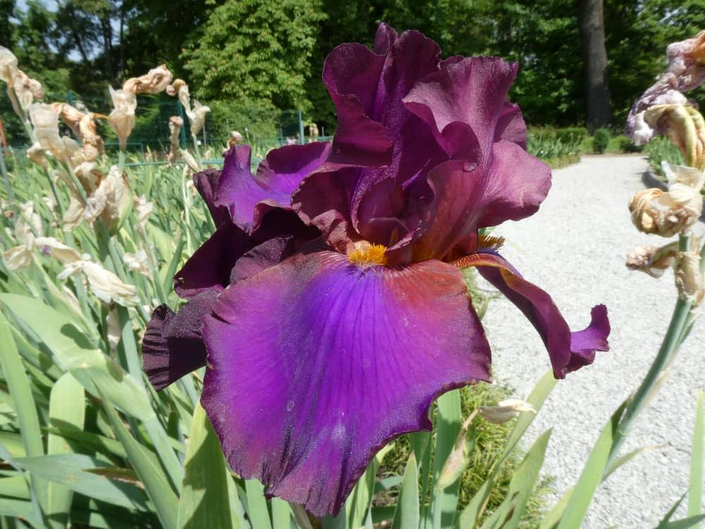 Photo of the bloom of Tall Bearded Iris (Iris 'Pagan') posted by Sanja ...