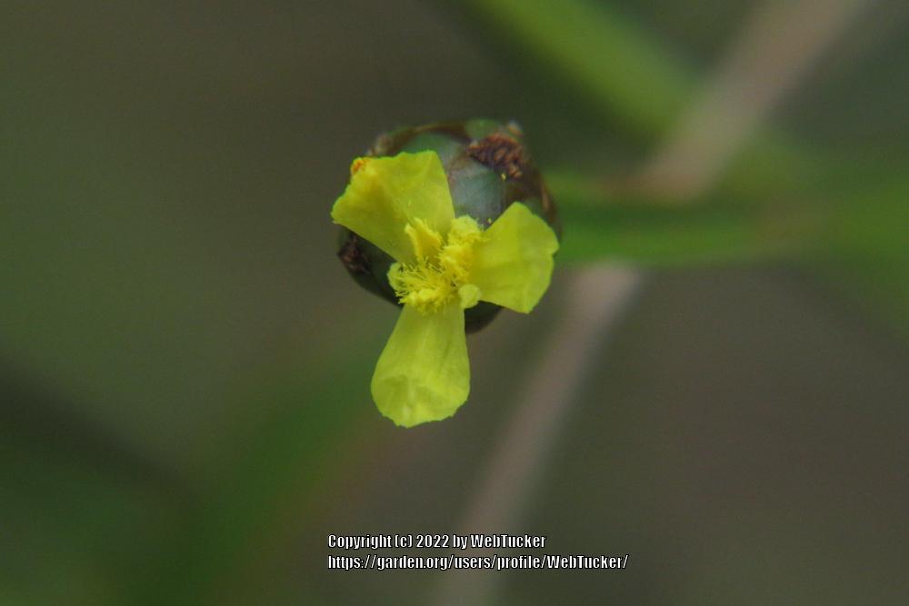 Photo of the bloom of Baldwin's Yellow-eyed Grass (Xyris baldwiniana ...