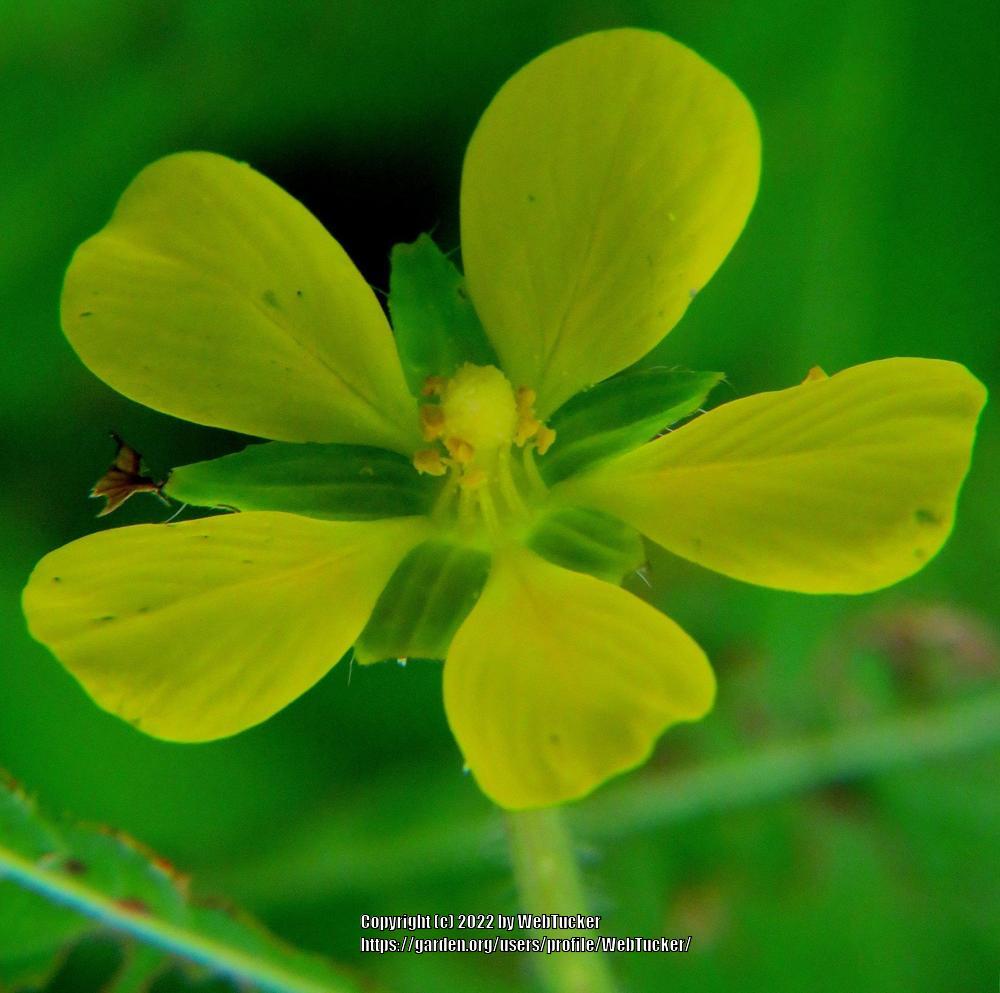 Photo of the stamens, filaments and pistils of McKinney's Water ...