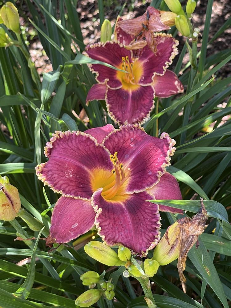 Photo of the bloom of Daylily (Hemerocallis 'Raspberry Goosebumps ...