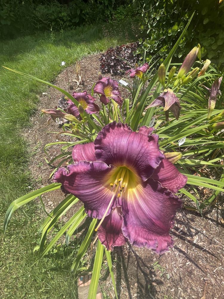 Photo of the entire plant of Daylily (Hemerocallis 'Lavender Blue ...