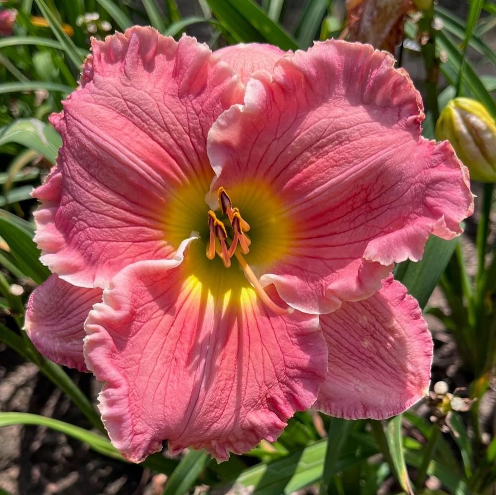 Daylily (Hemerocallis 'Magnificent Pink Frisbee') in the Daylilies ...
