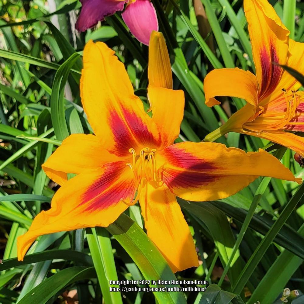 Photo of the bloom of Daylily (Hemerocallis 'Calico Spider') posted by ...