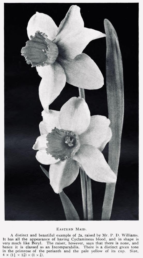 Large Cupped Daffodil (Narcissus 'Eastern Maid') in the Daffodils ...