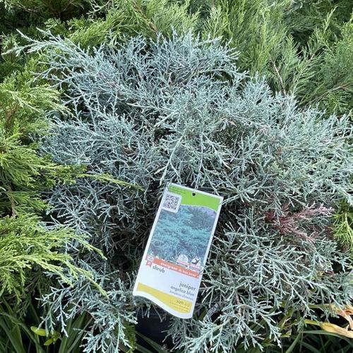 Chinese Juniper (Juniperus chinensis 'Angelica Blue') - Garden.org