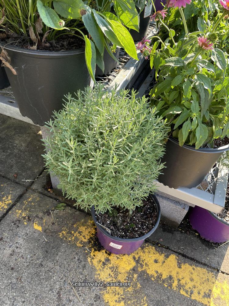 Photo of the entire plant of Lavender (Lavandula stoechas 'Anouk ...