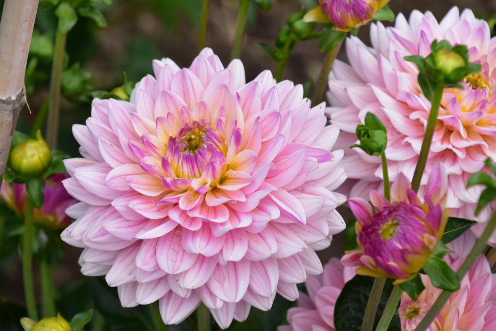 Dahlia 'Pink Magic' in the Dahlias Database - Garden.org