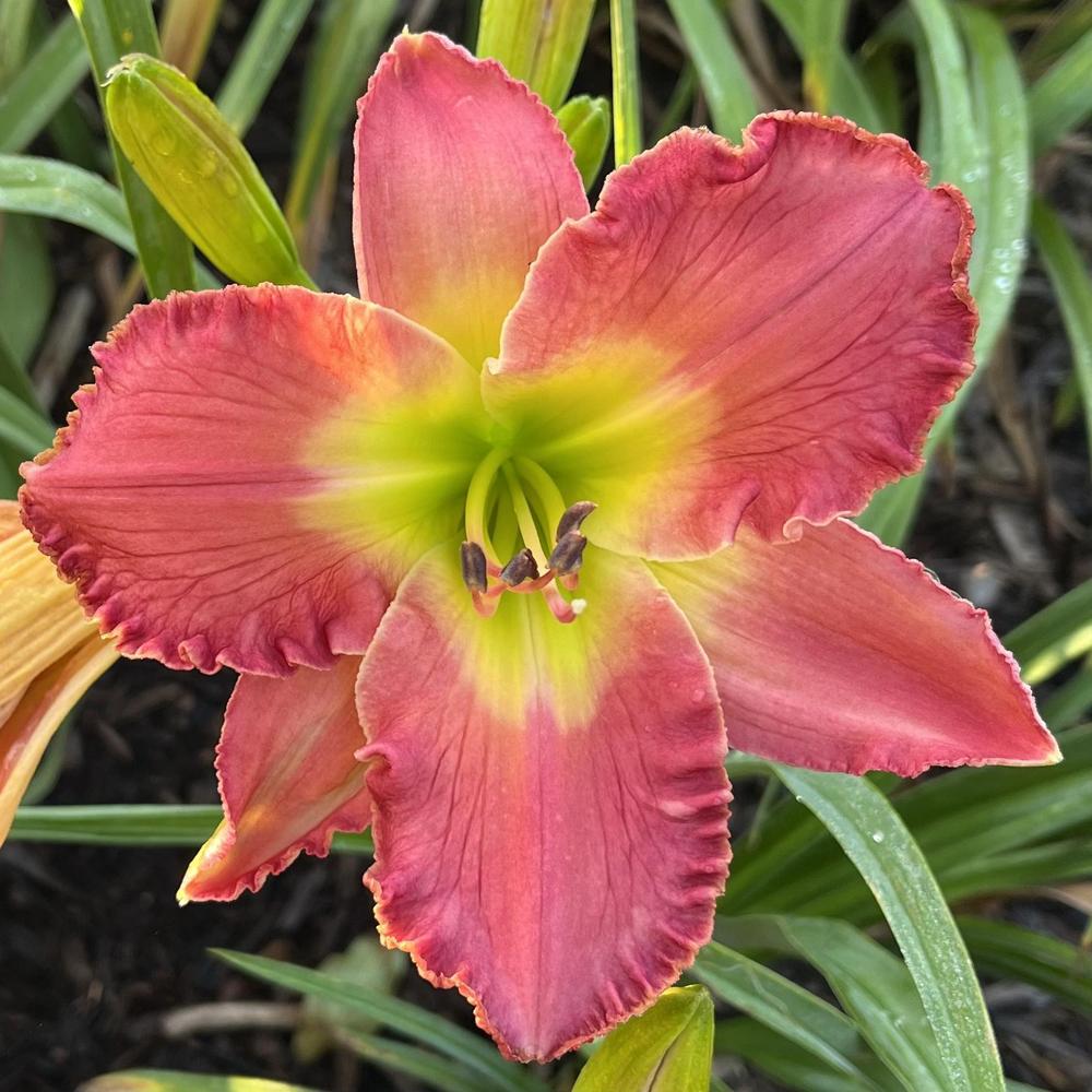 Photo of the bloom of Daylily (Hemerocallis 'Patagonian Sunset') posted ...