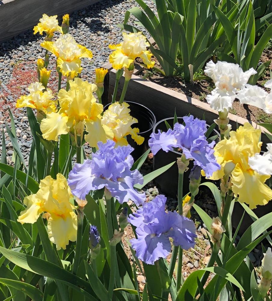 Show us your dynamite iris color combinations in the Irises forum ...