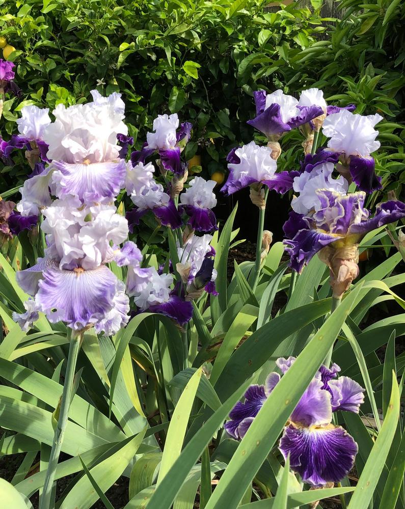 Show us your dynamite iris color combinations in the Irises forum ...