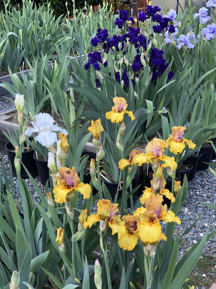 Show us your dynamite iris color combinations in the Irises forum ...