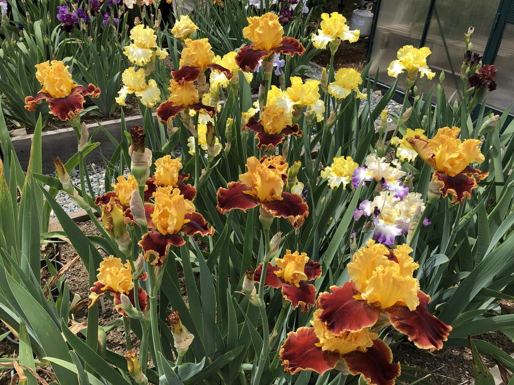 Show us your dynamite iris color combinations in the Irises forum ...