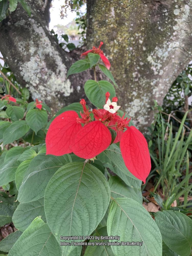 Red Flag Bush (Mussaenda erythrophylla) - Garden.org