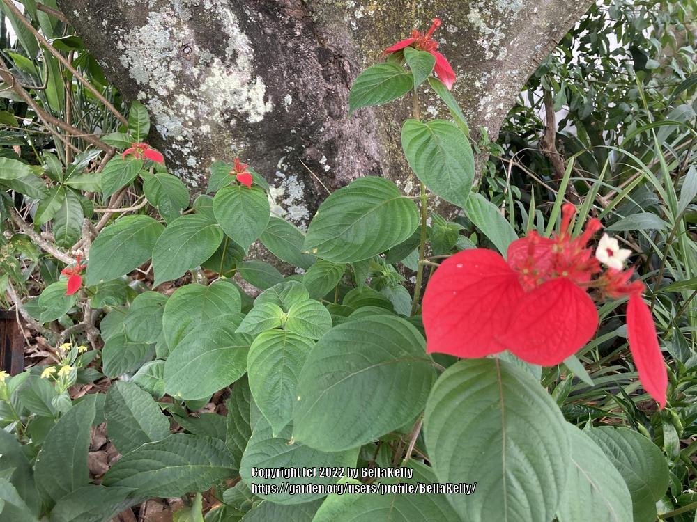 Photo of the leaves of Red Flag Bush (Mussaenda erythrophylla) posted ...