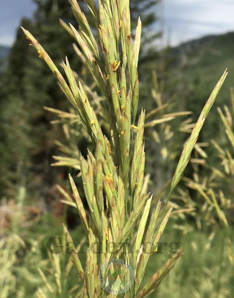 Photo of the bloom of Smooth Brome (Bromus inermis) posted by ...