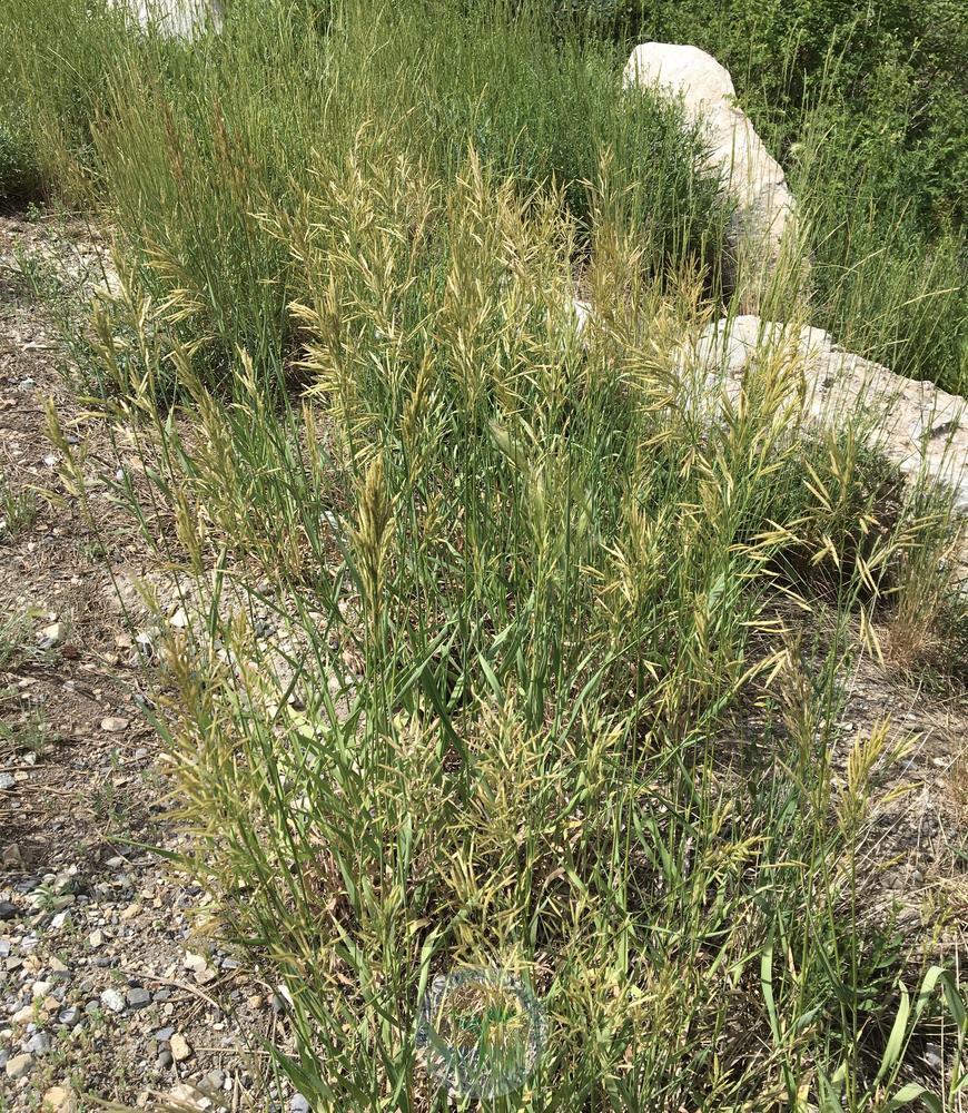 Photo of the entire plant of Smooth Brome (Bromus inermis) posted by ...