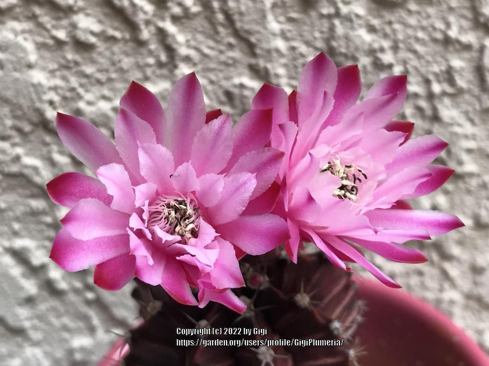 Photo of the bloom of Moon Cactus (Gymnocalycium stenopleurum 'Hibotan ...