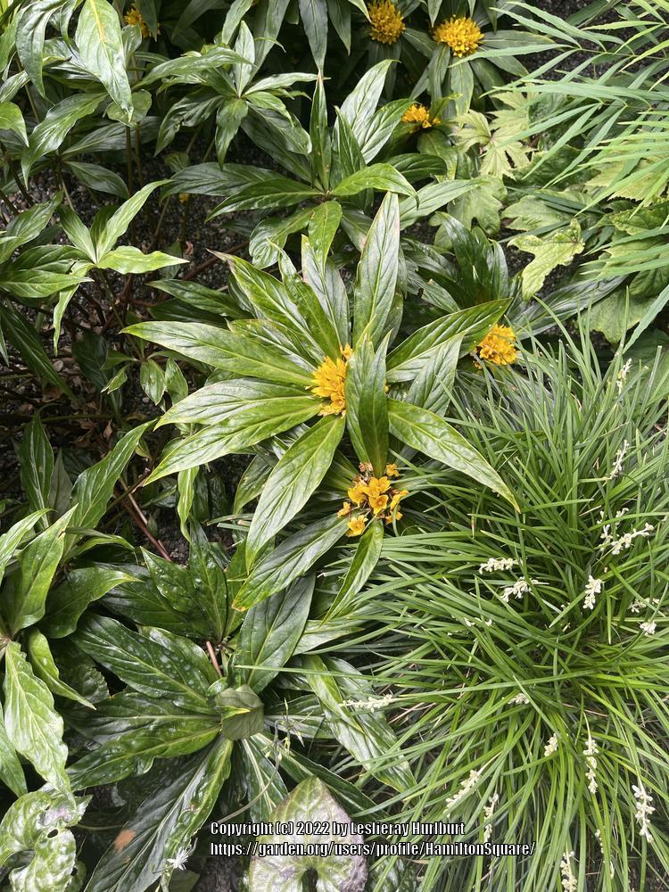 Growing in Seattle in the Plant ID forum - Garden.org