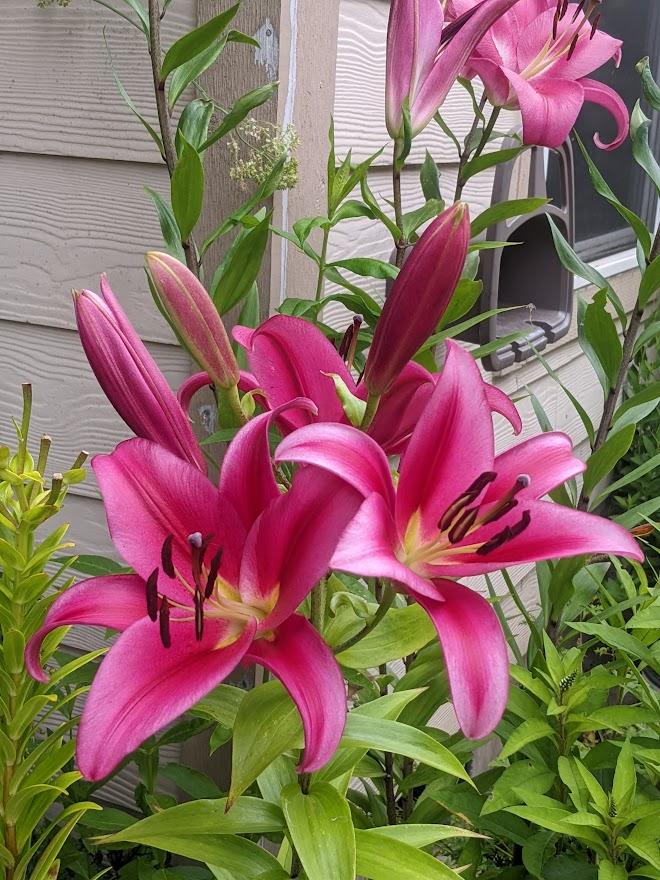 Lily (Lilium 'Redford') in the Lilies Database - Garden.org