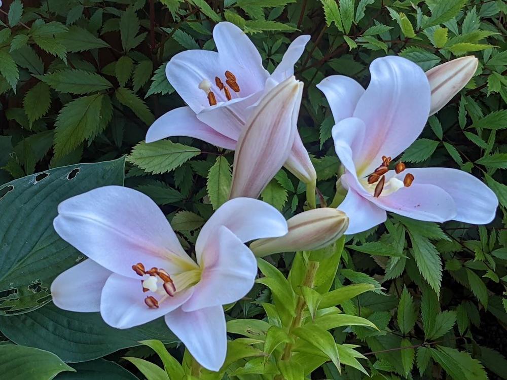 Photo of the bloom of Lily (Lilium 'Cali') posted by Joy - Garden.org