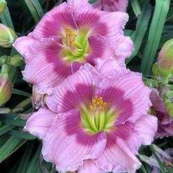 Photo of the bloom of Daylily (Hemerocallis 'Rose Katherine') posted by rreed1029 - Garden.org