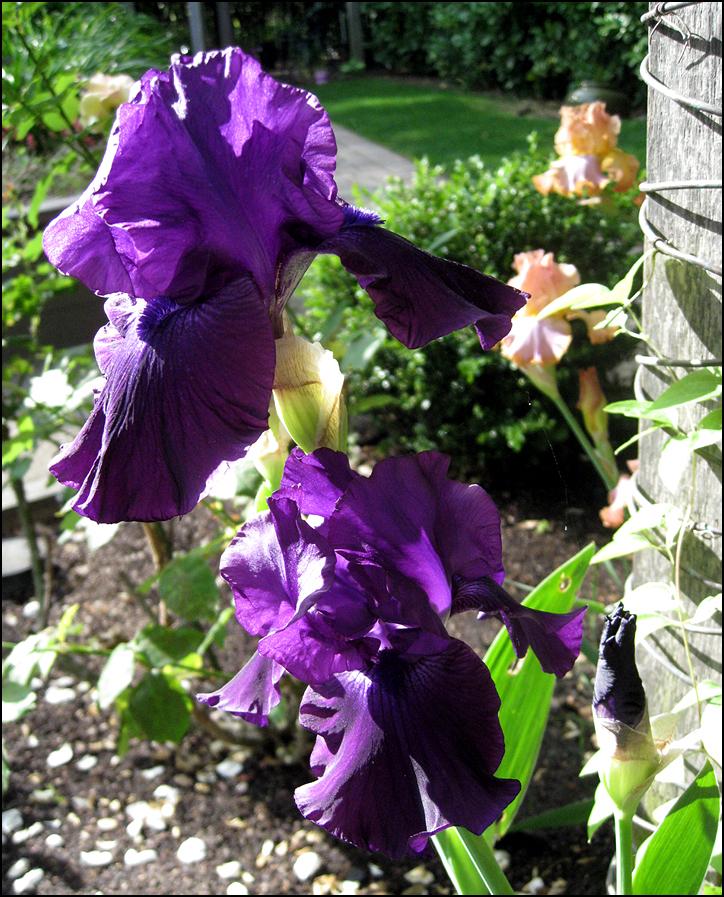 Show us your dynamite iris color combinations in the Irises forum ...