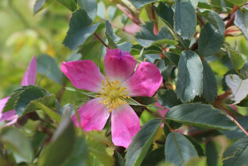 Photo of the bloom of Red Leaf Rose (Rosa glauca) posted by RuuddeBlock ...