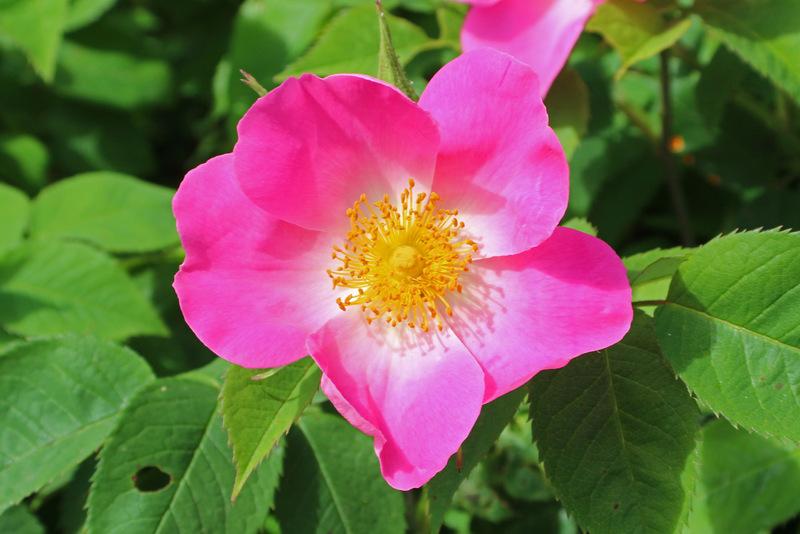 Rose (Rosa gallica) in the Roses Database - Garden.org