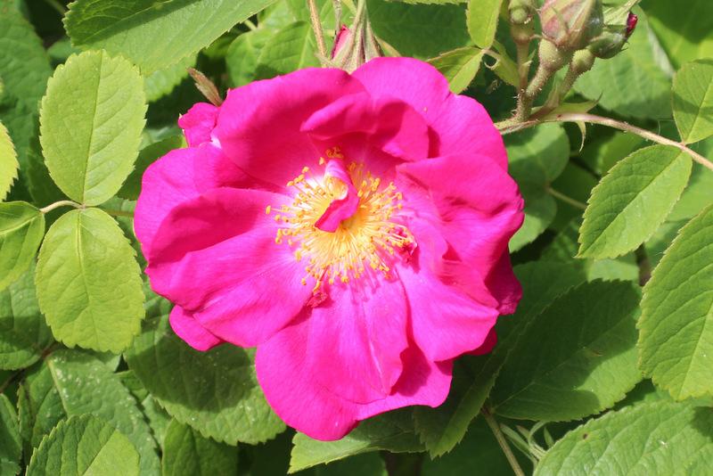 Photo of the bloom of Rose (Rosa gallica) posted by RuuddeBlock ...