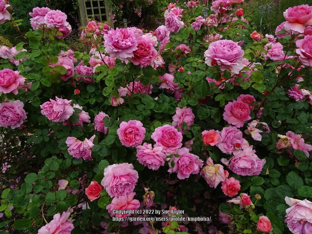Photo of the entire plant of Rose (Rosa 'Princess Alexandra of Kent ...