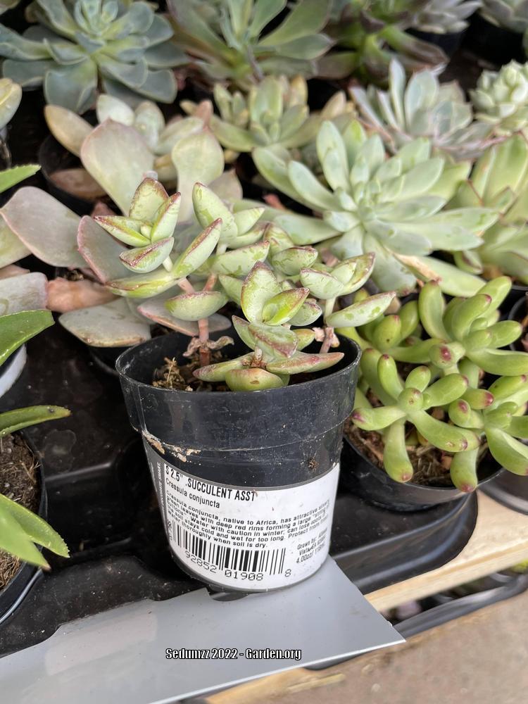 Photo of the entire plant of Giant String of Buttons (Crassula ...