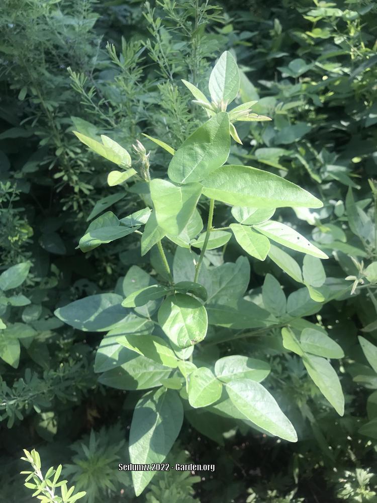 Panicled Tick Trefoil (Desmodium perplexum) - Garden.org