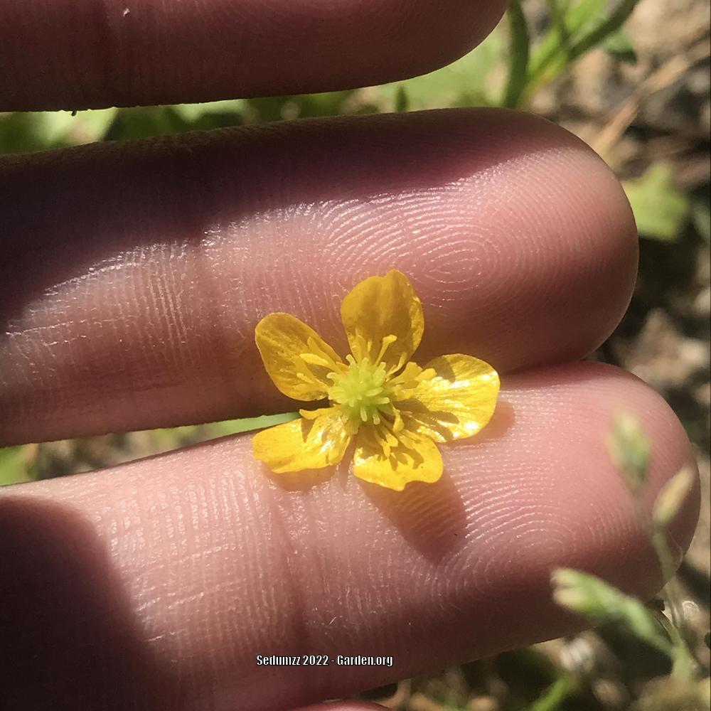 Photo of the bloom of Hairy Buttercup (Ranunculus sardous) posted by ...