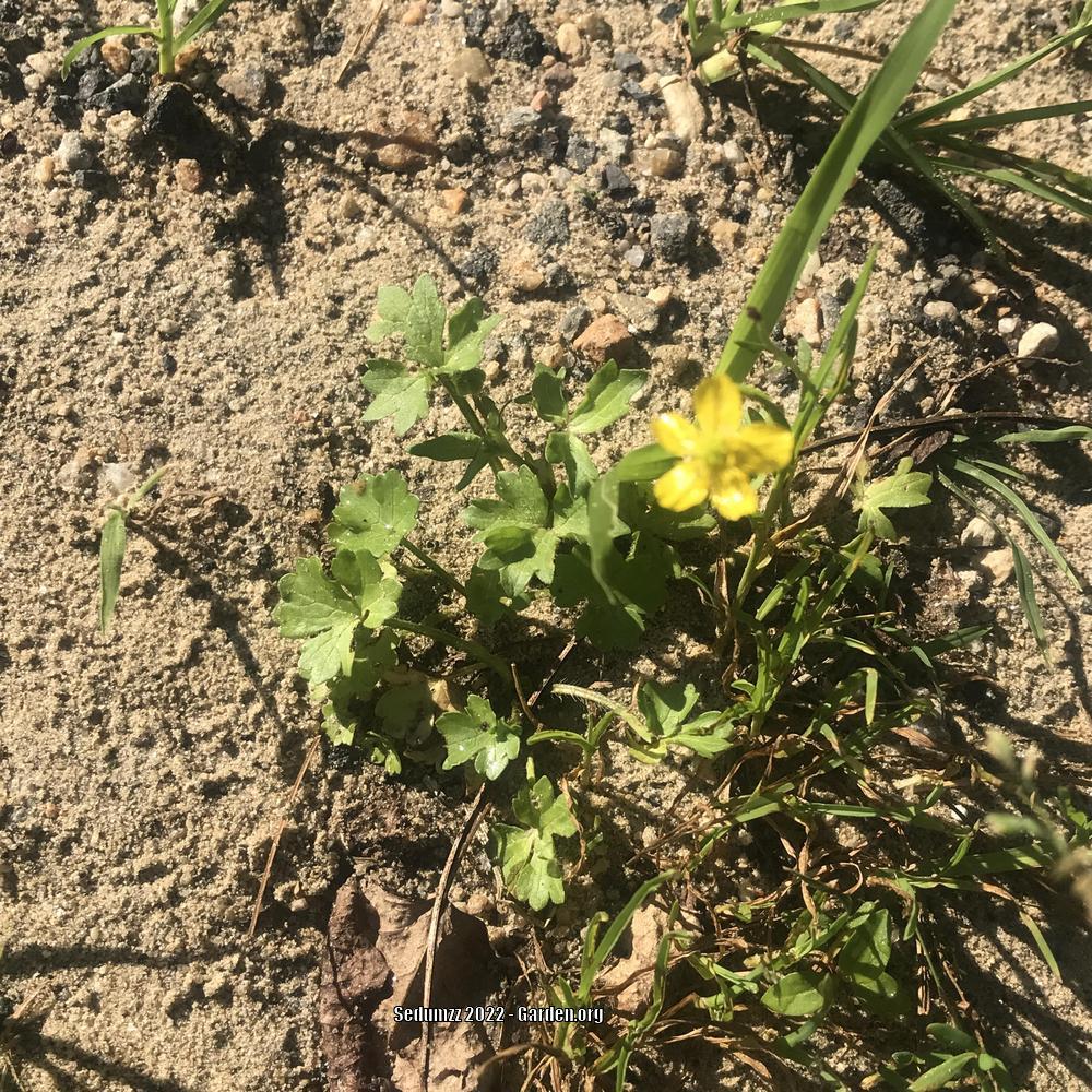 Photo of the entire plant of Hairy Buttercup (Ranunculus sardous ...