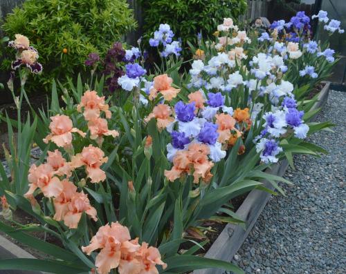 Show us your dynamite iris color combinations in the Irises forum ...
