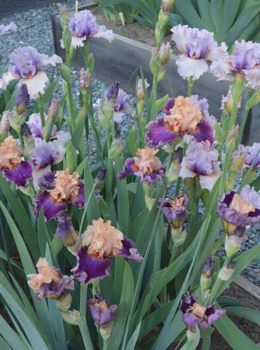 Show us your dynamite iris color combinations in the Irises forum ...
