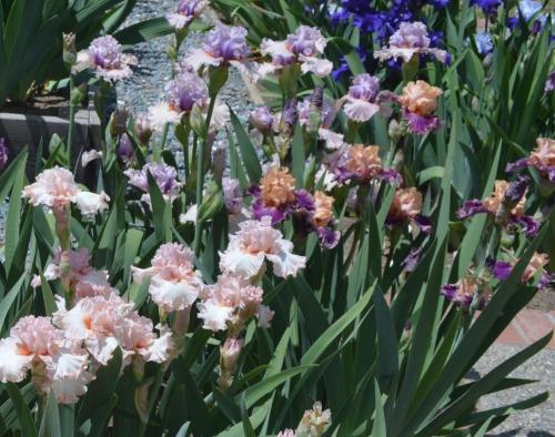 Show us your dynamite iris color combinations in the Irises forum ...