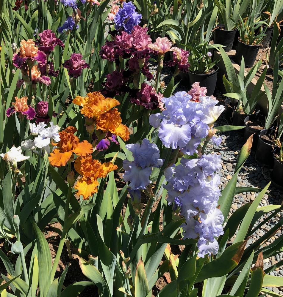 Show us your dynamite iris color combinations in the Irises forum ...