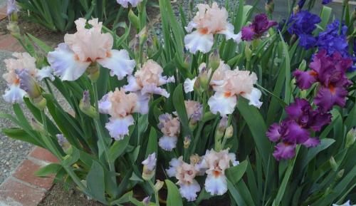 Show us your dynamite iris color combinations in the Irises forum ...