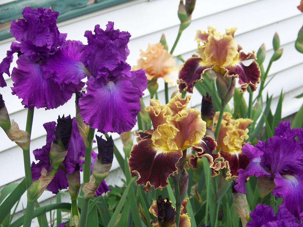 Show us your dynamite iris color combinations in the Irises forum ...