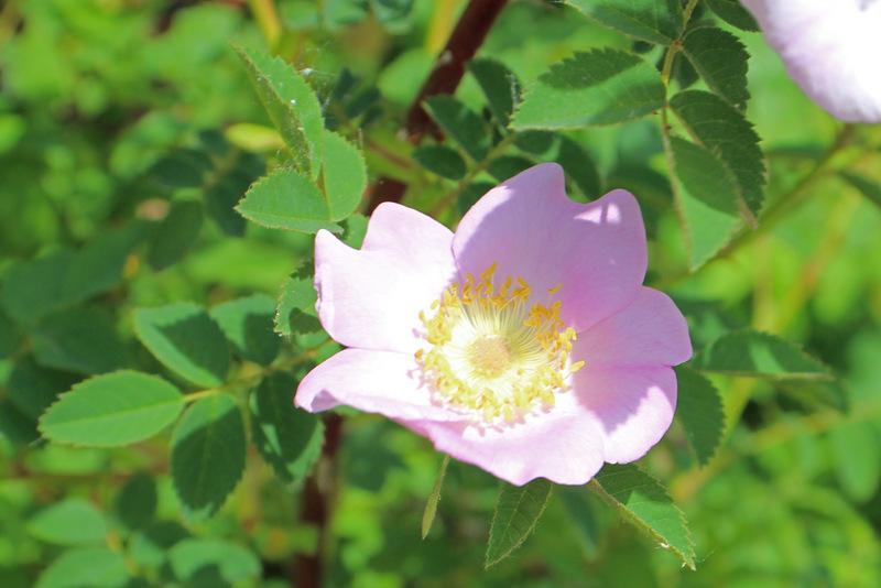 Photo of the bloom of Nootka Rose (Rosa nutkana) posted by RuuddeBlock ...