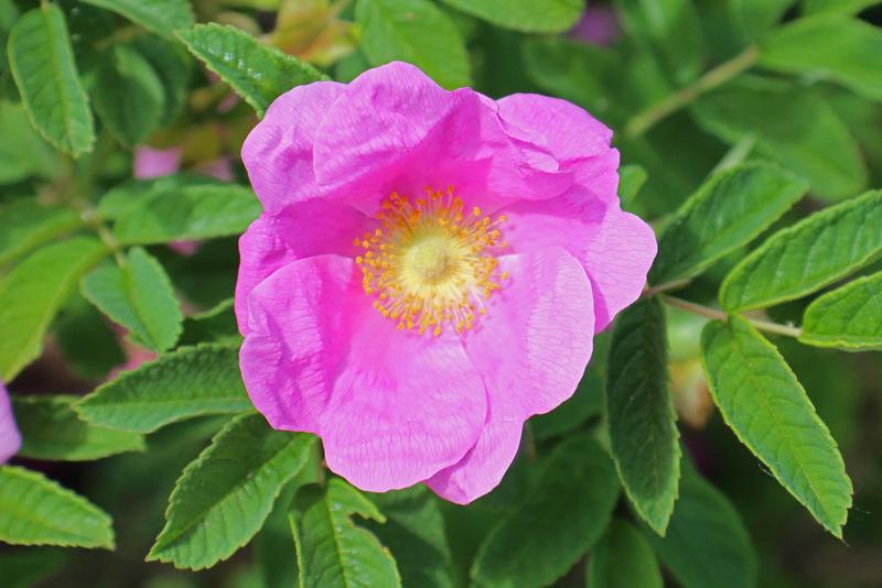 Photo of the bloom of Rose (Rosa majalis) posted by RuuddeBlock ...