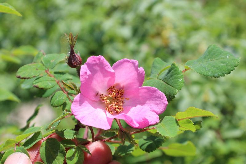 Rose (Rosa montana) in the Roses Database - Garden.org