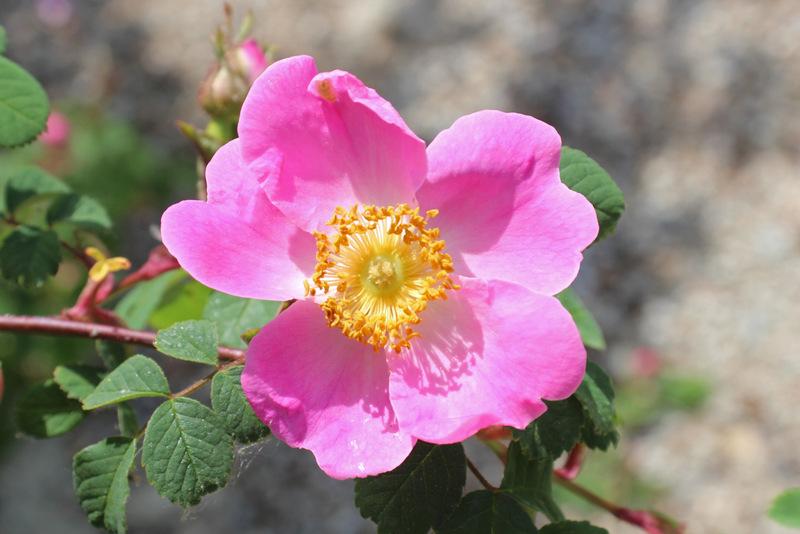 Photo of the bloom of Rose (Rosa moyesii) posted by RuuddeBlock ...
