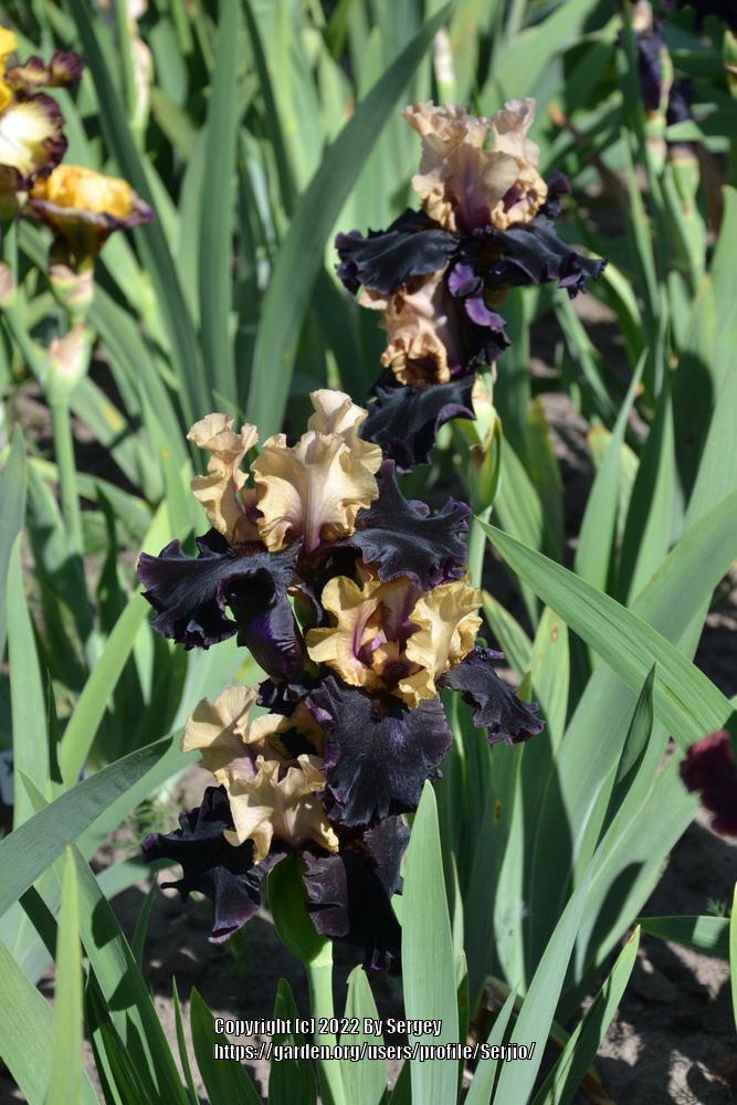 Photo of the bloom of Border Bearded Iris (Iris 'Grapenut') posted by ...